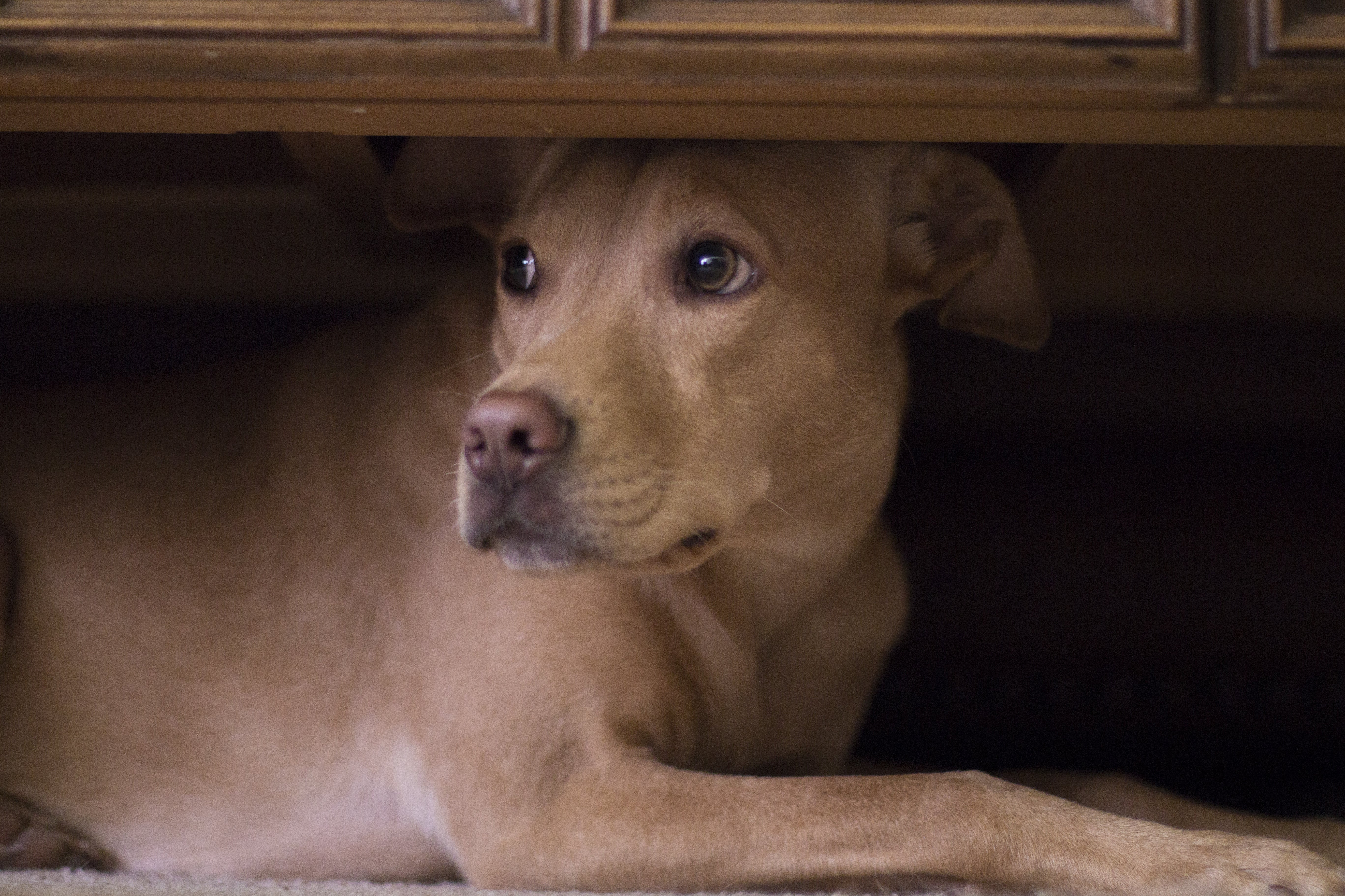 WHY DO FIREWORKS SCARE DOGS? – Primary Pets UK
